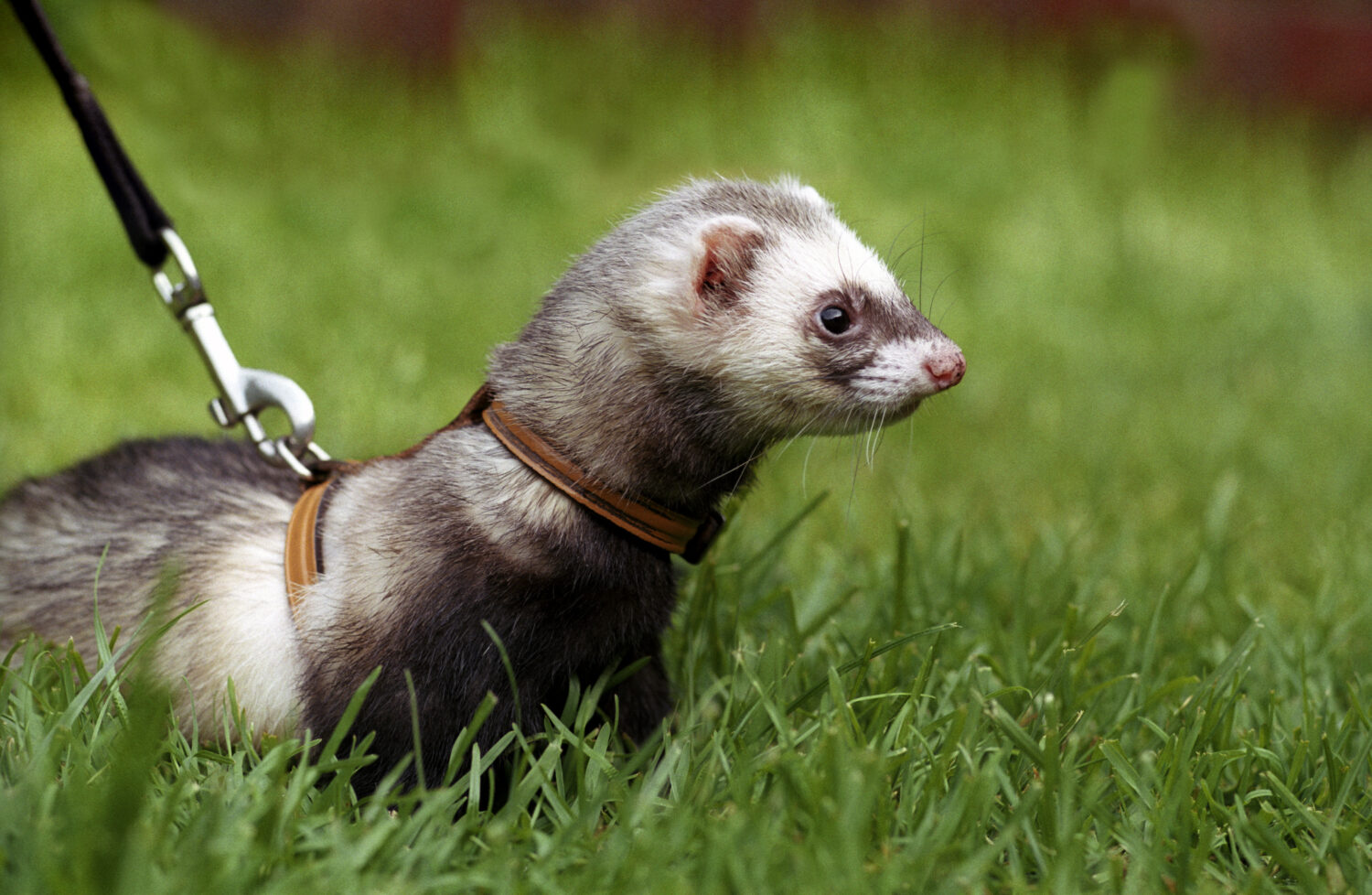 Essential Tips for First-Time Ferret Owners | Texas Avian & Exotic Hospital